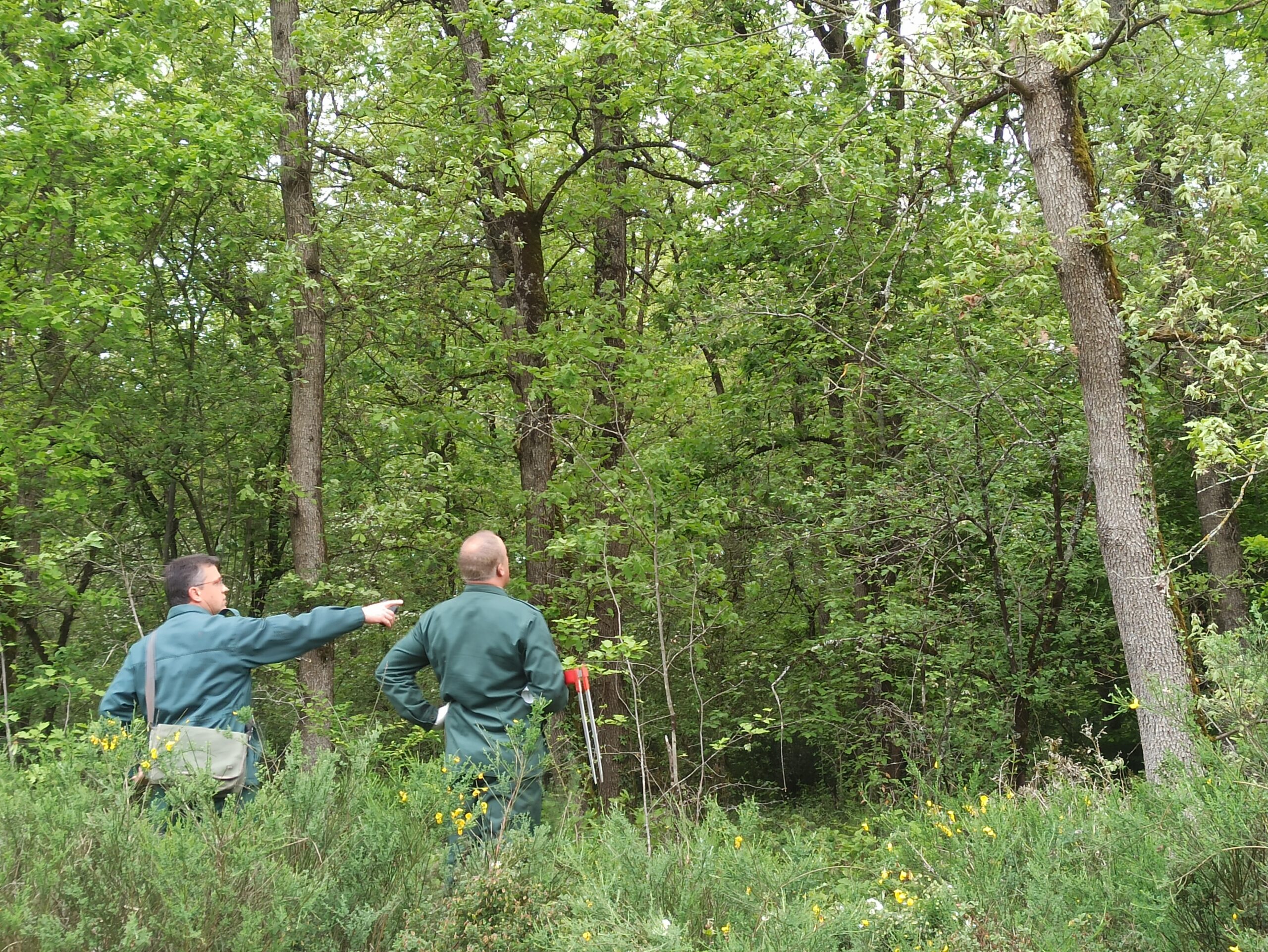 Bois de Tachou - Site de la ville de Saint Orens